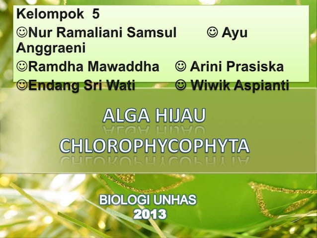 Alga hijau chloropyhta | PPT