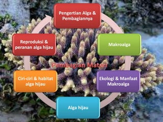 Alga hijau chloropyhta | PPT