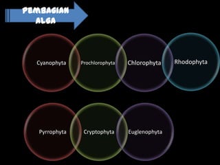 Alga hijau chloropyhta | PPTX