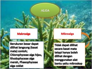 Alga hijau chloropyhta | PPT