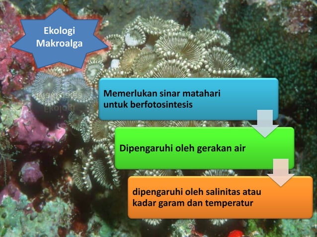 Alga hijau chloropyhta | PPT