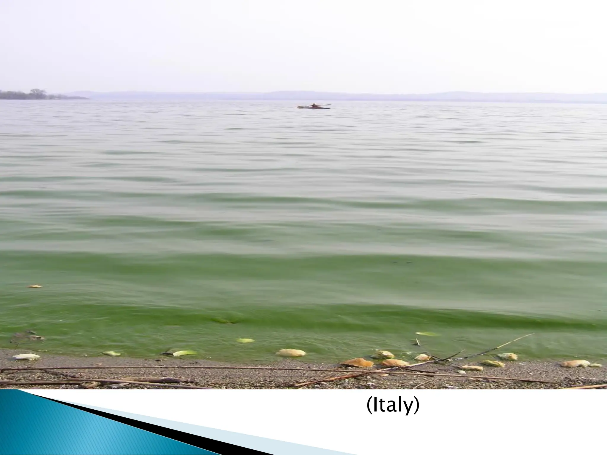 Algal-bloom and Eutrophication.......... | PDF