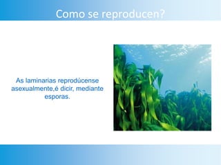 Laminaria | PDF