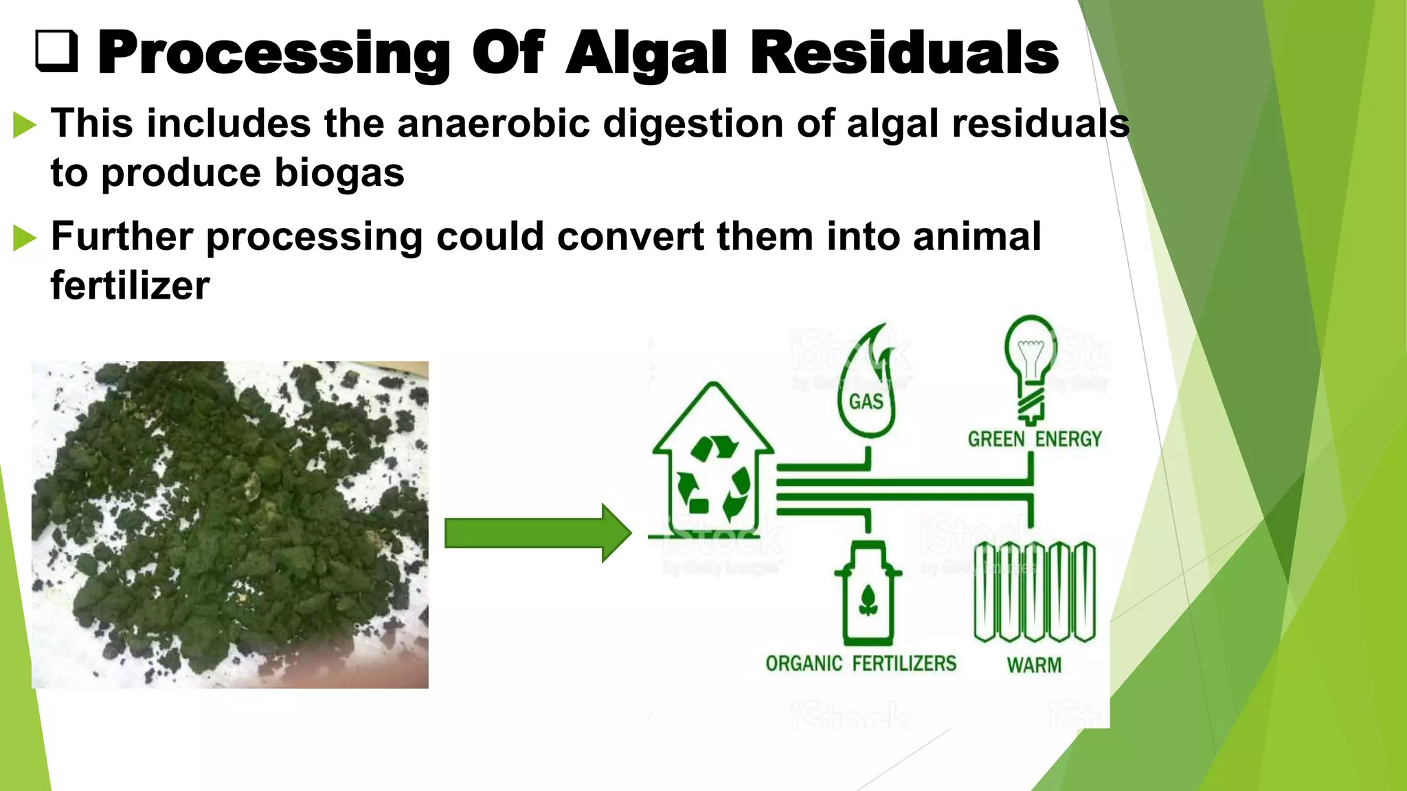 Algal biodiesel | PPTX