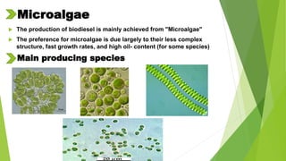 Algal biodiesel | PPTX