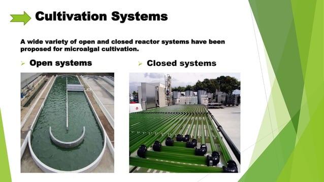 Algal biodiesel | PPT