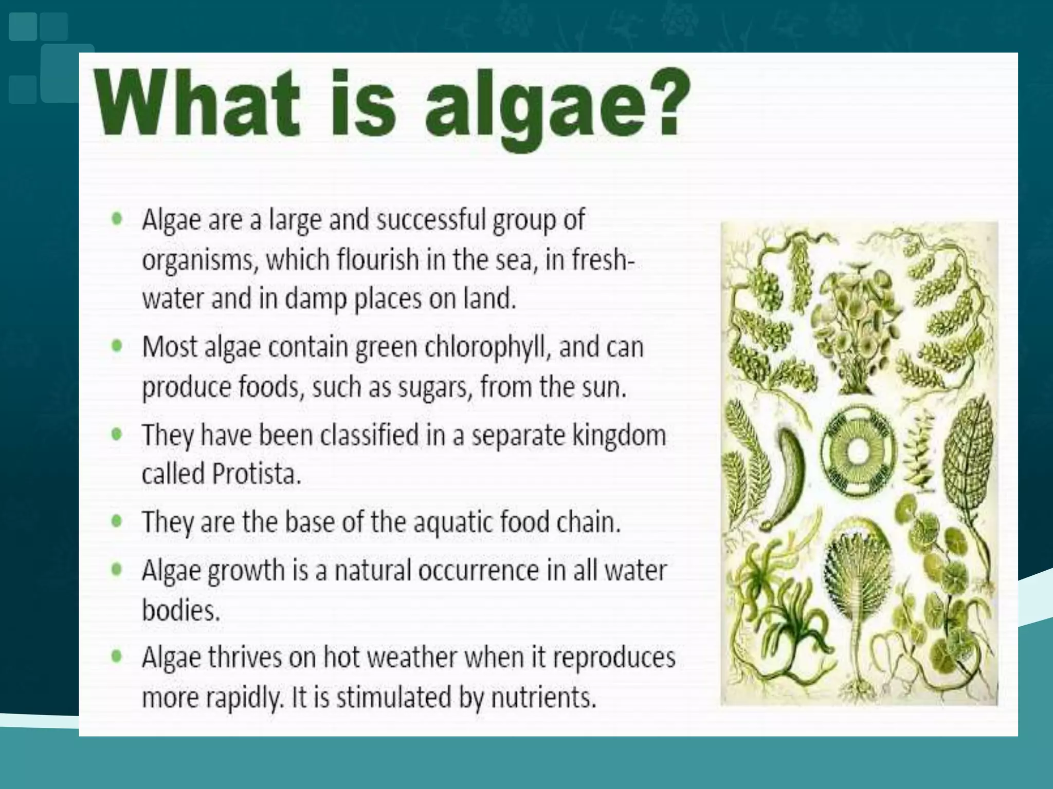 Algal biofuel | PPTX