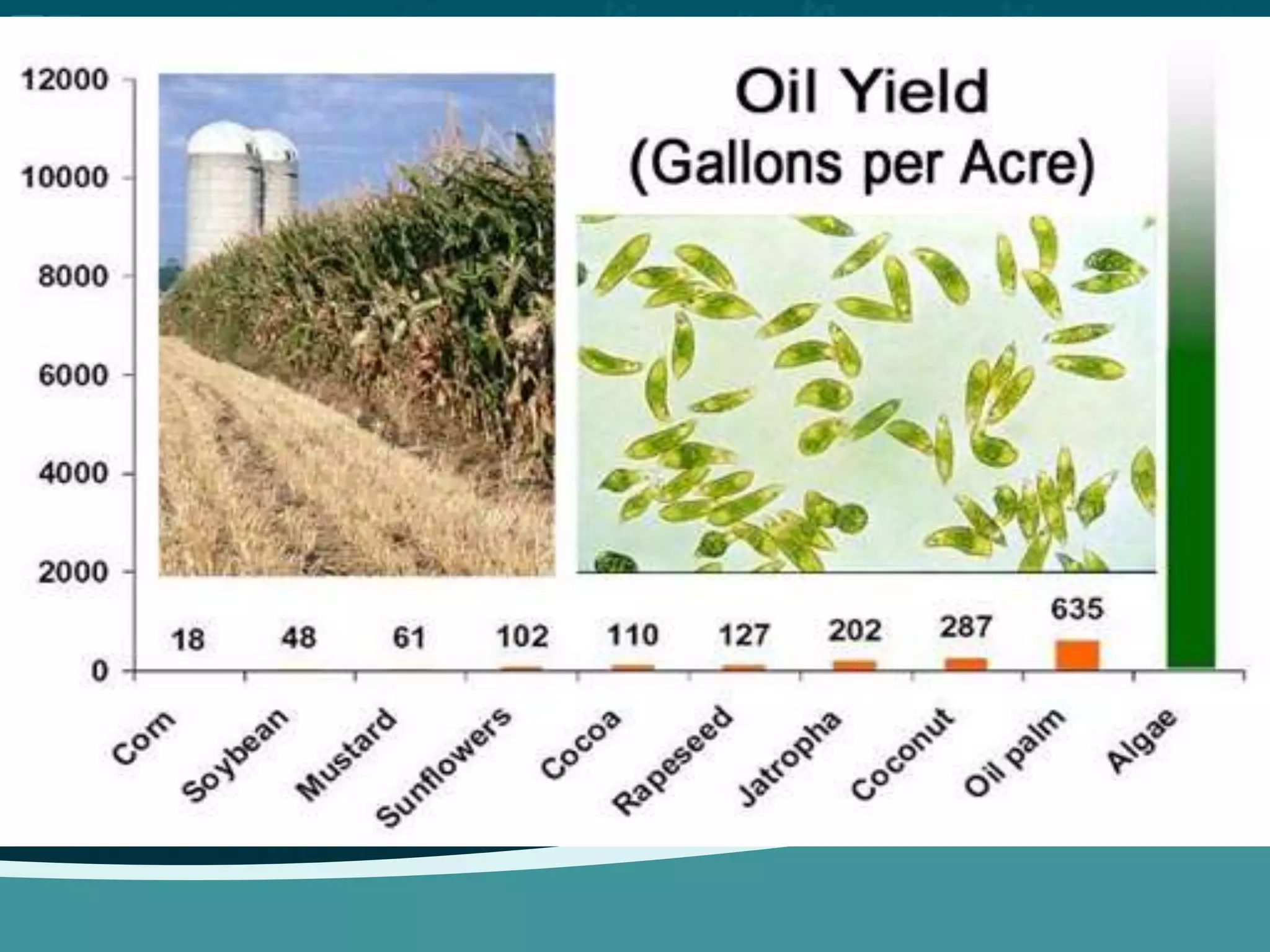 Algal biofuel | PPTX