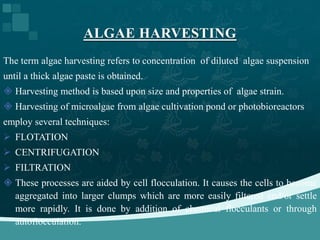 Algal biofuel | PPTX