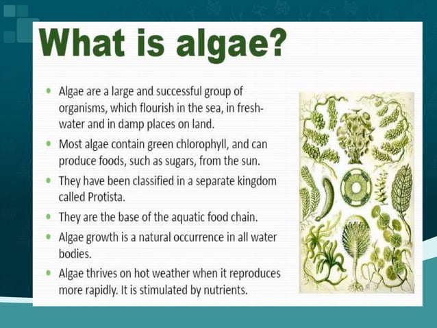 Algal biofuel | PPT