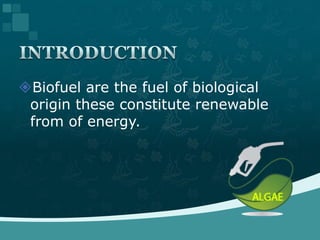 Algal biofuel | PPTX