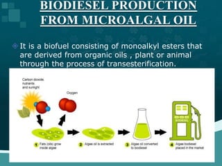 Algal biofuel | PPTX