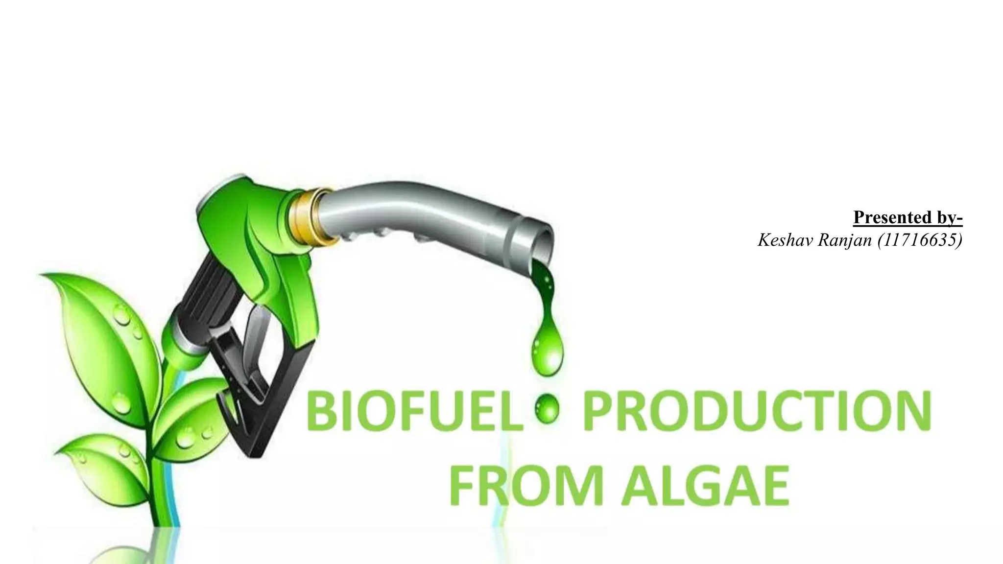 Algal Biofuel Production | PPTX