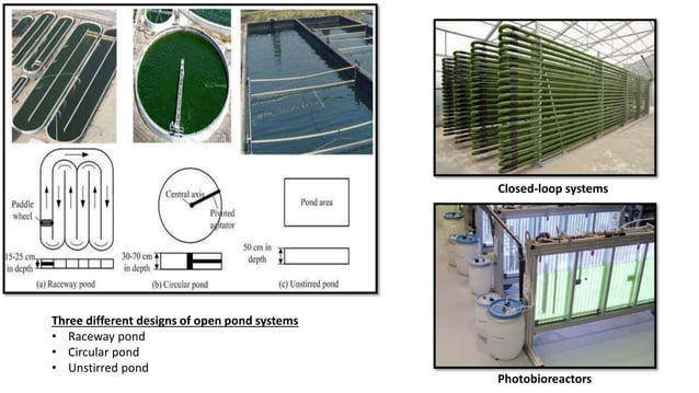 Algal Biofuel Production | PPT