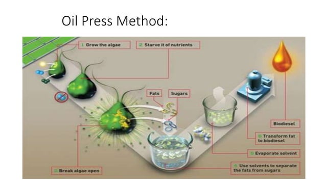Algal Biofuel Production | PPT