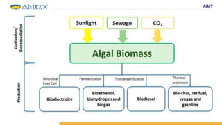 Algal Bioremediation- Aditi.pptx