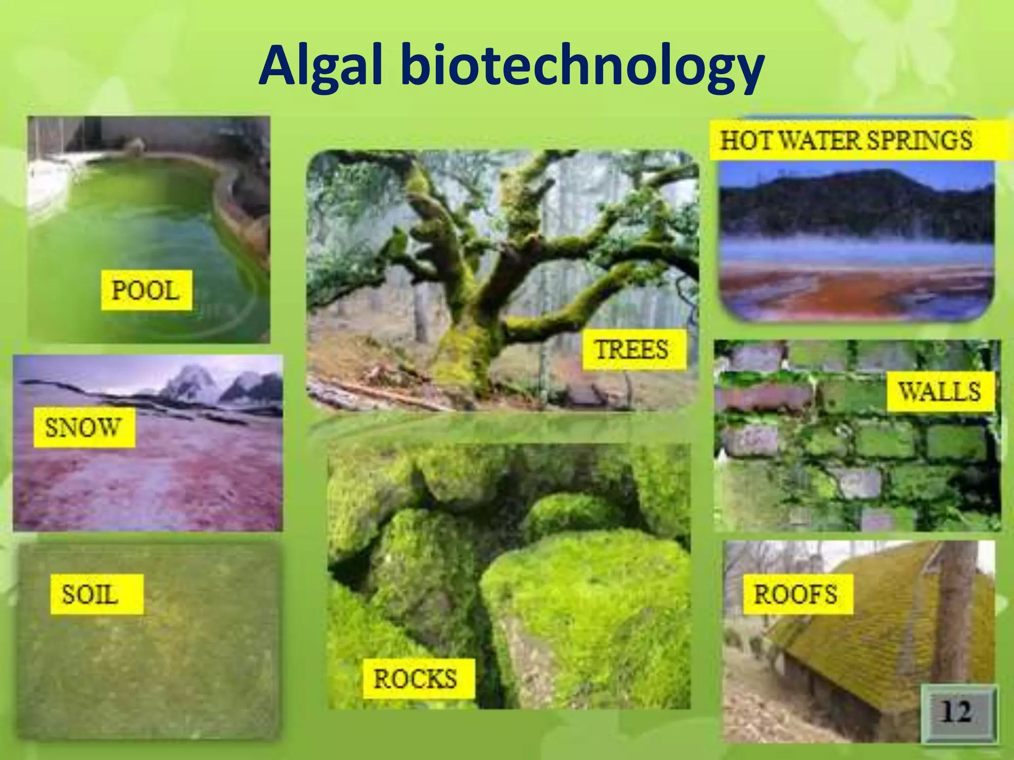 Algal biotechnology Biotechnological approaches for production of important microalgae culture ...
