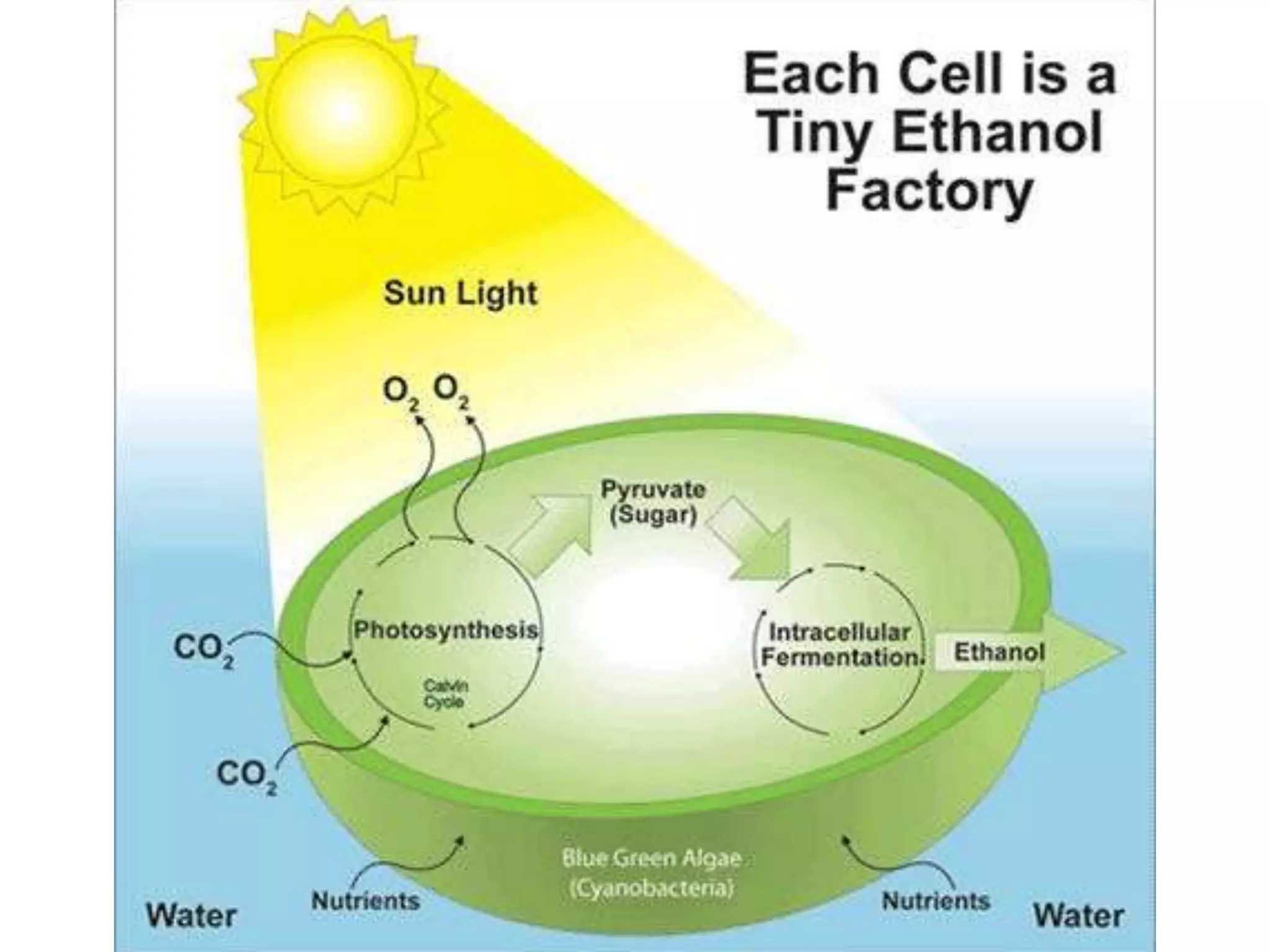 Algal biotechnology Biotechnological approaches for production of ...