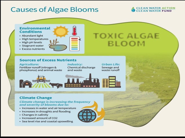 Algal bloom | PPT | Environment | Science