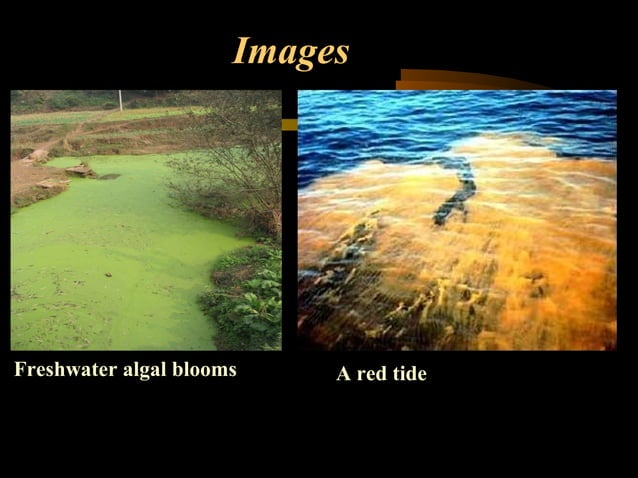 Algal bloom | PPT | Environment | Science