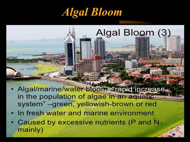 Algal bloom | PPT | Environment | Science