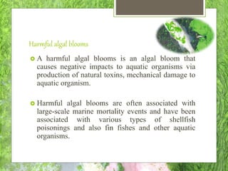 Algal bloom | PPTX