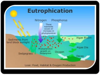 Algal Blooms Diagram