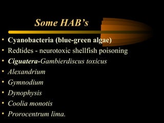 Algal bloom cof2012 | PPT