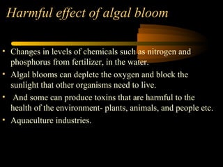 Algal bloom cof2012 | PPT