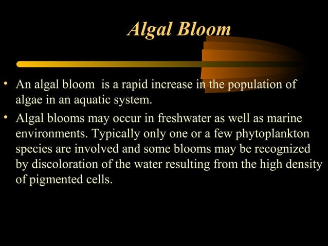 Algal bloom cof2012 | PPT