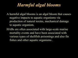 Algal bloom cof2012 | PPT