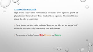 Algal bloom & thier control | PPTX