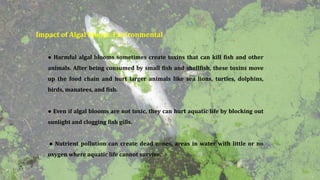 Algal bloom & thier control | PPTX