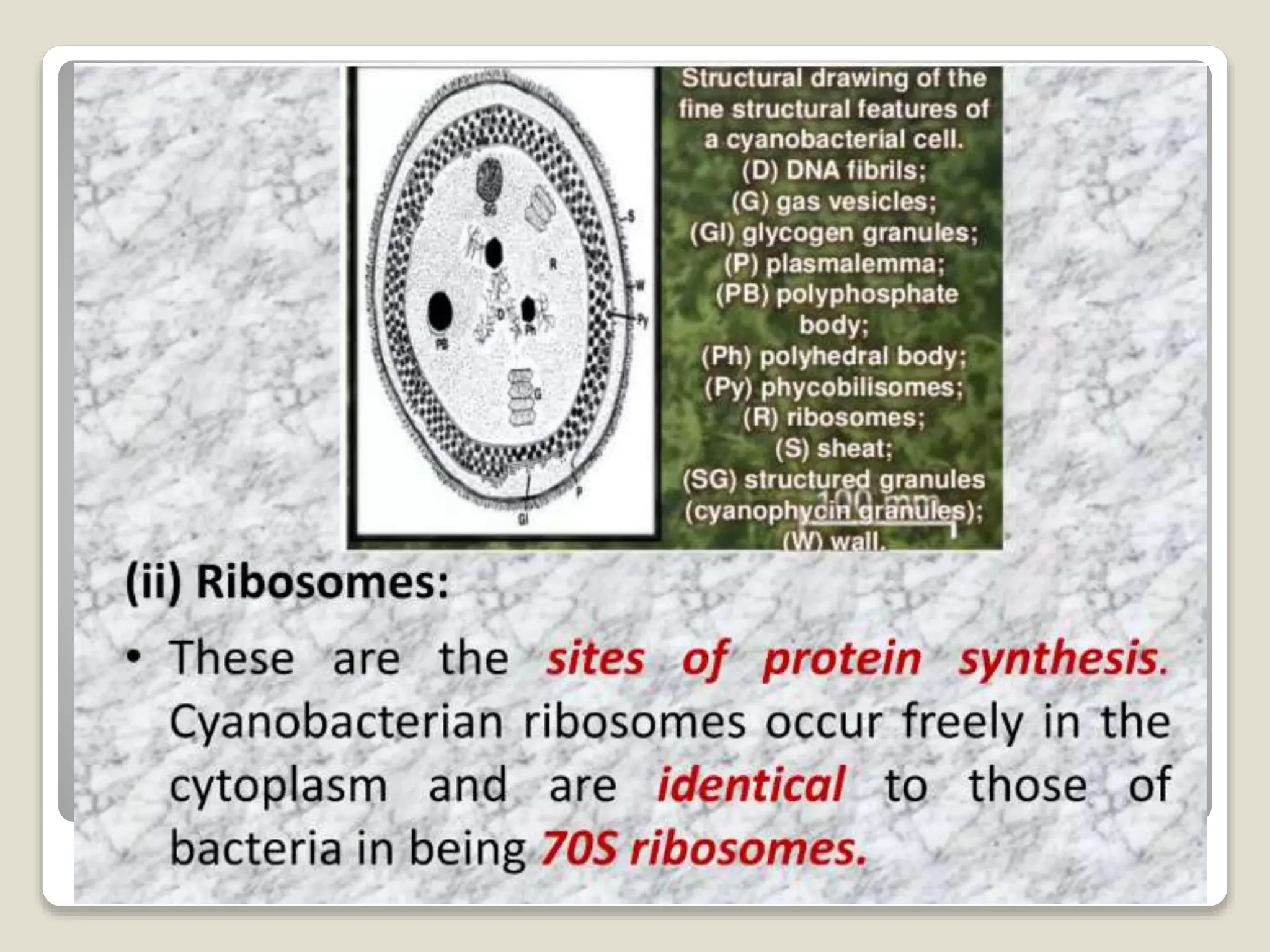 Structure of micro and macro algal cells | PPTX