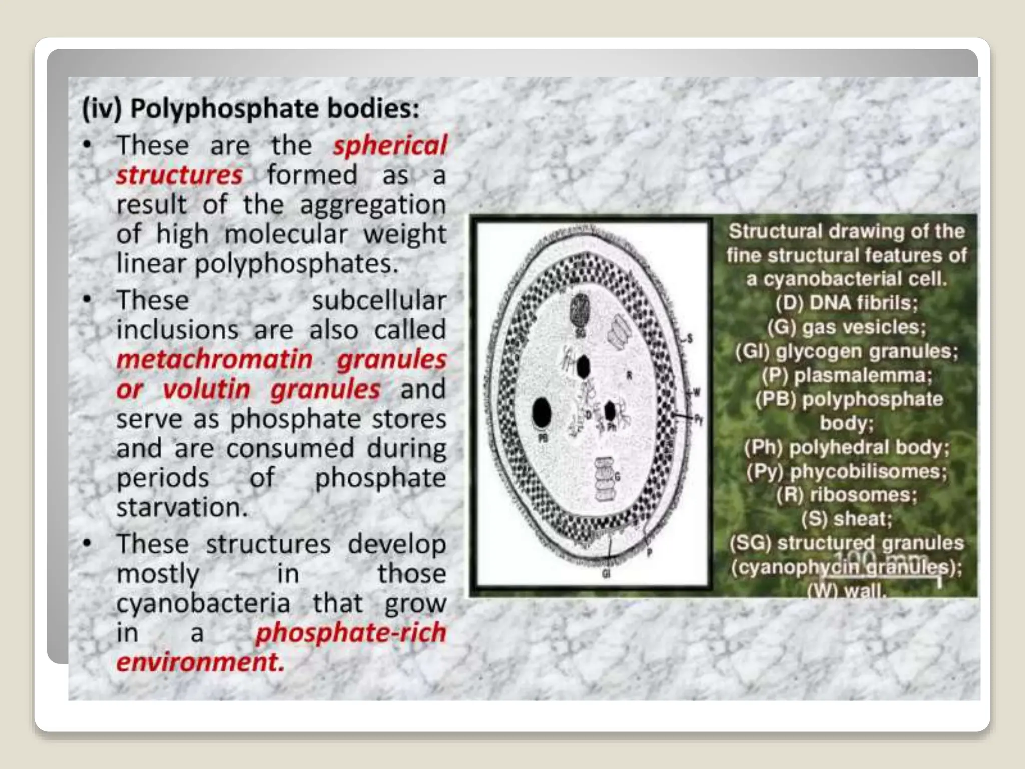 Structure of micro and macro algal cells | PPTX