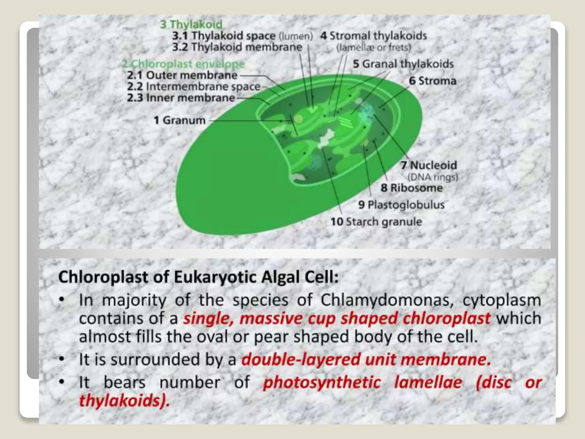 Structure of micro and macro algal cells | PPT