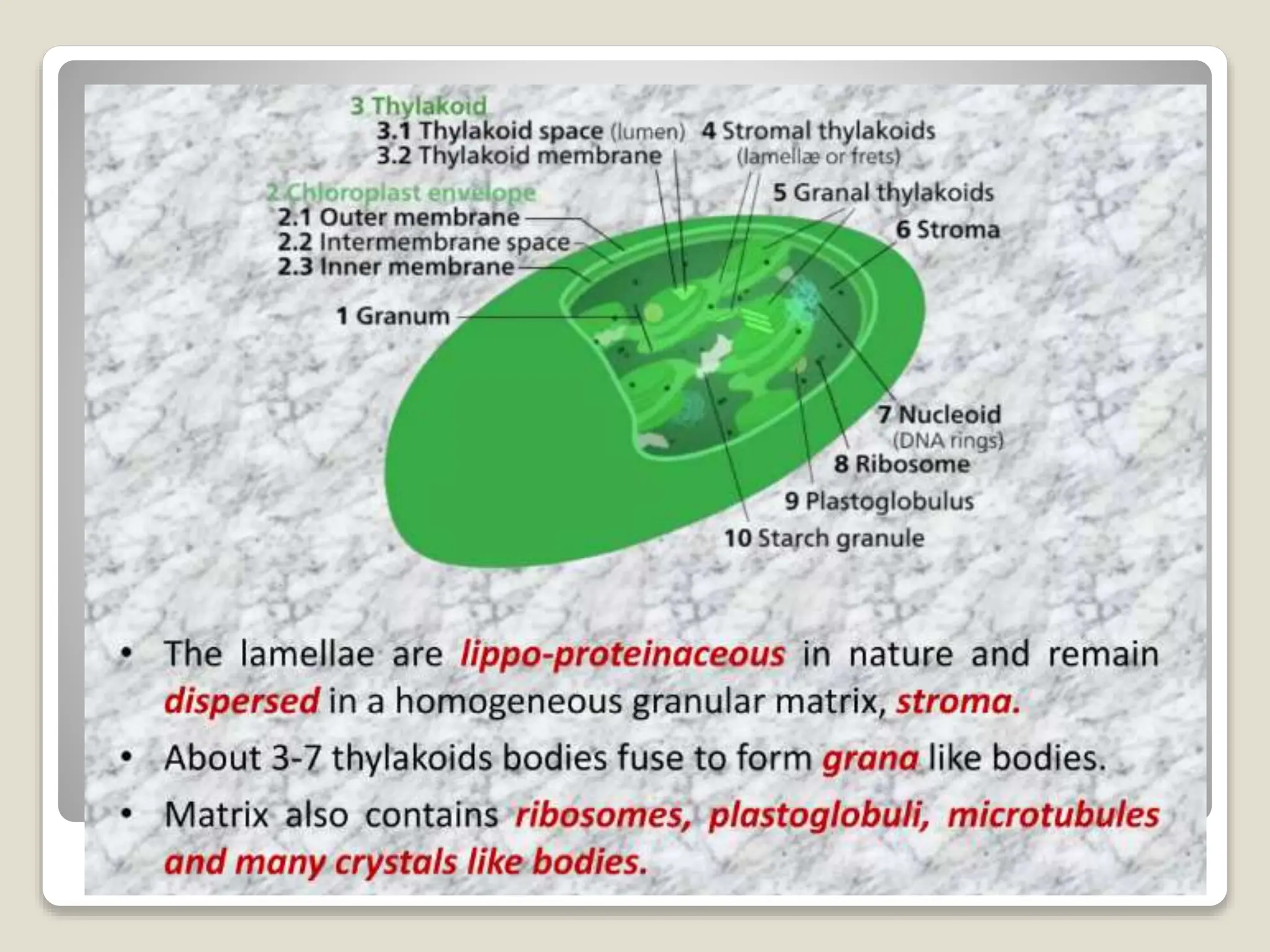 Structure of micro and macro algal cells | PPT