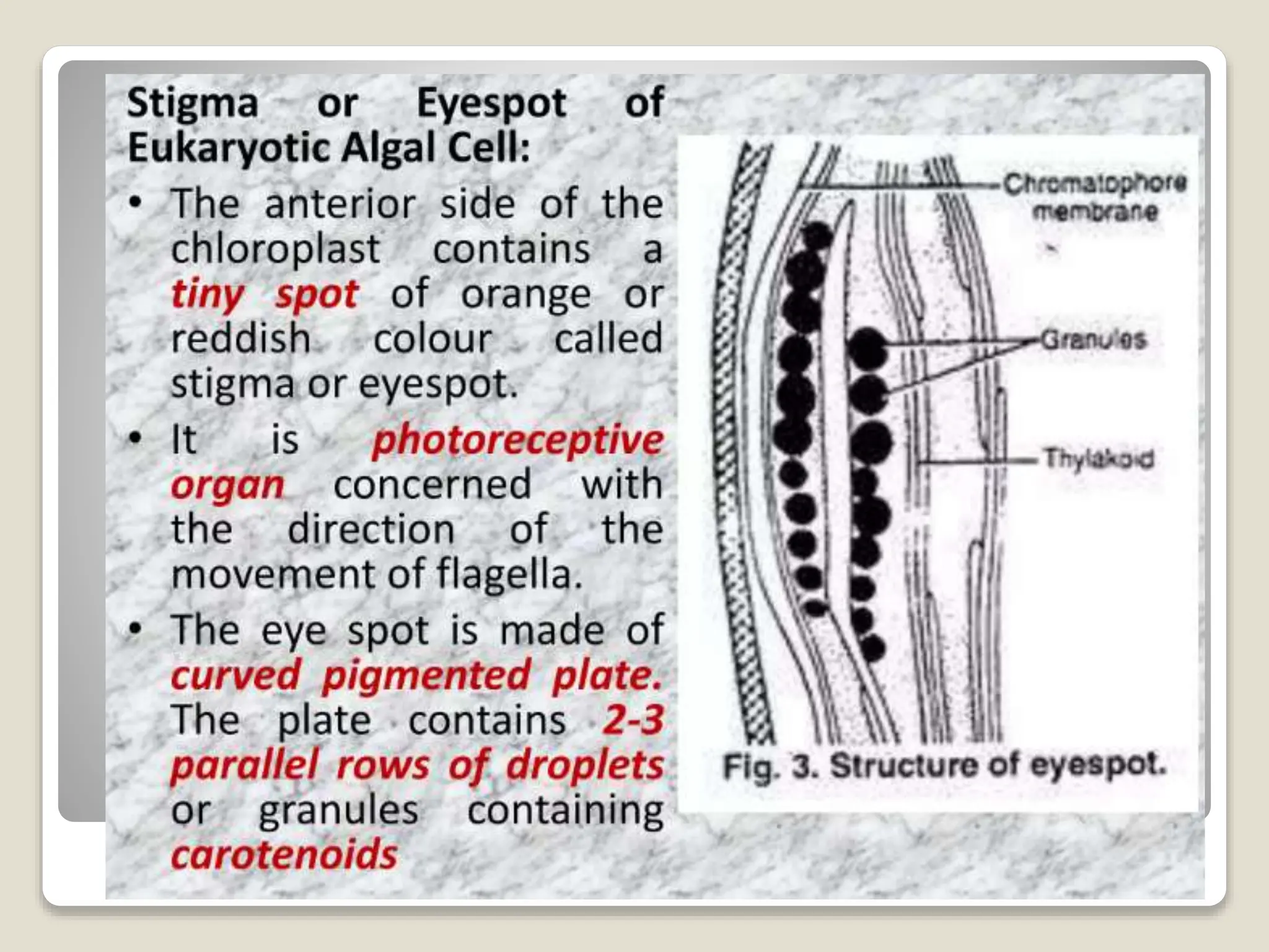 Structure of micro and macro algal cells | PPT
