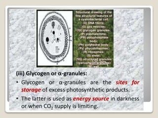 Structure of micro and macro algal cells | PPTX