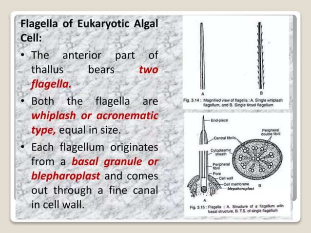 Structure of micro and macro algal cells | PPT