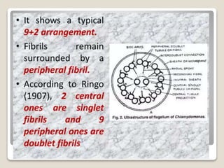 Structure of micro and macro algal cells | PPTX