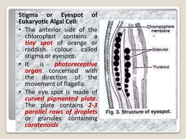 Structure of micro and macro algal cells | PPT