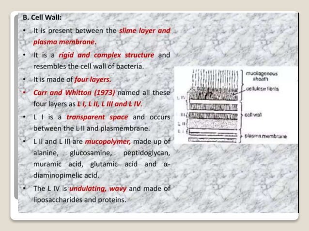 Structure of micro and macro algal cells | PPT