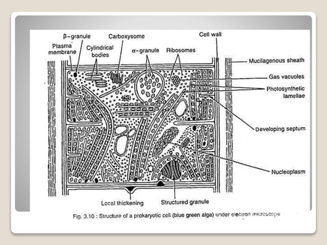 Structure of micro and macro algal cells | PPT