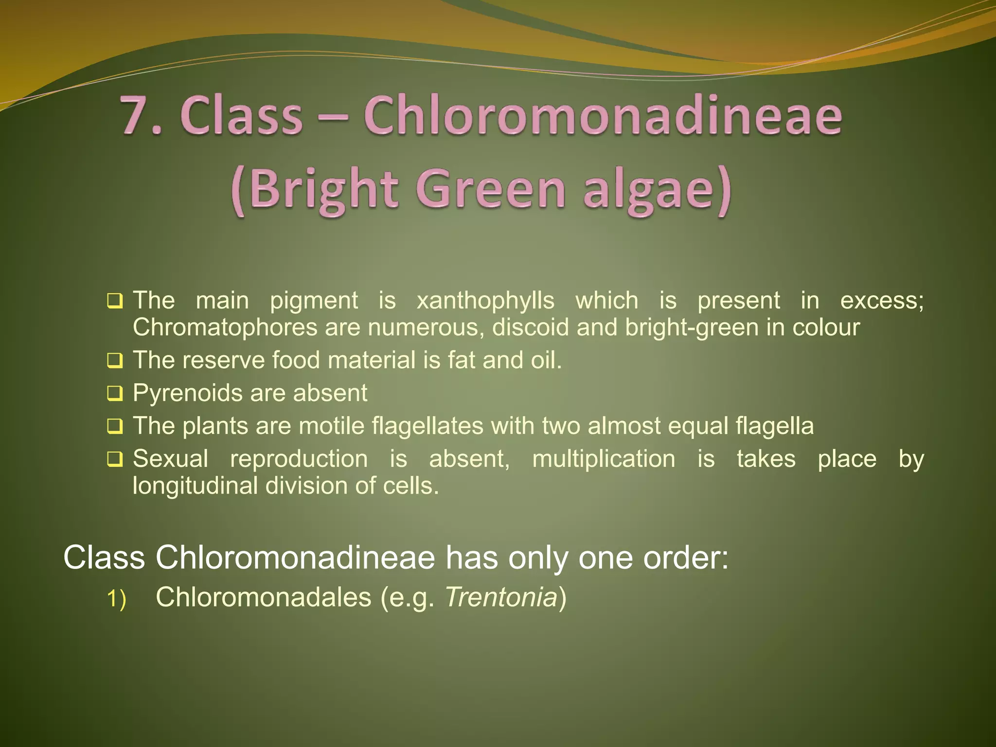 Classification of Algae | PDF