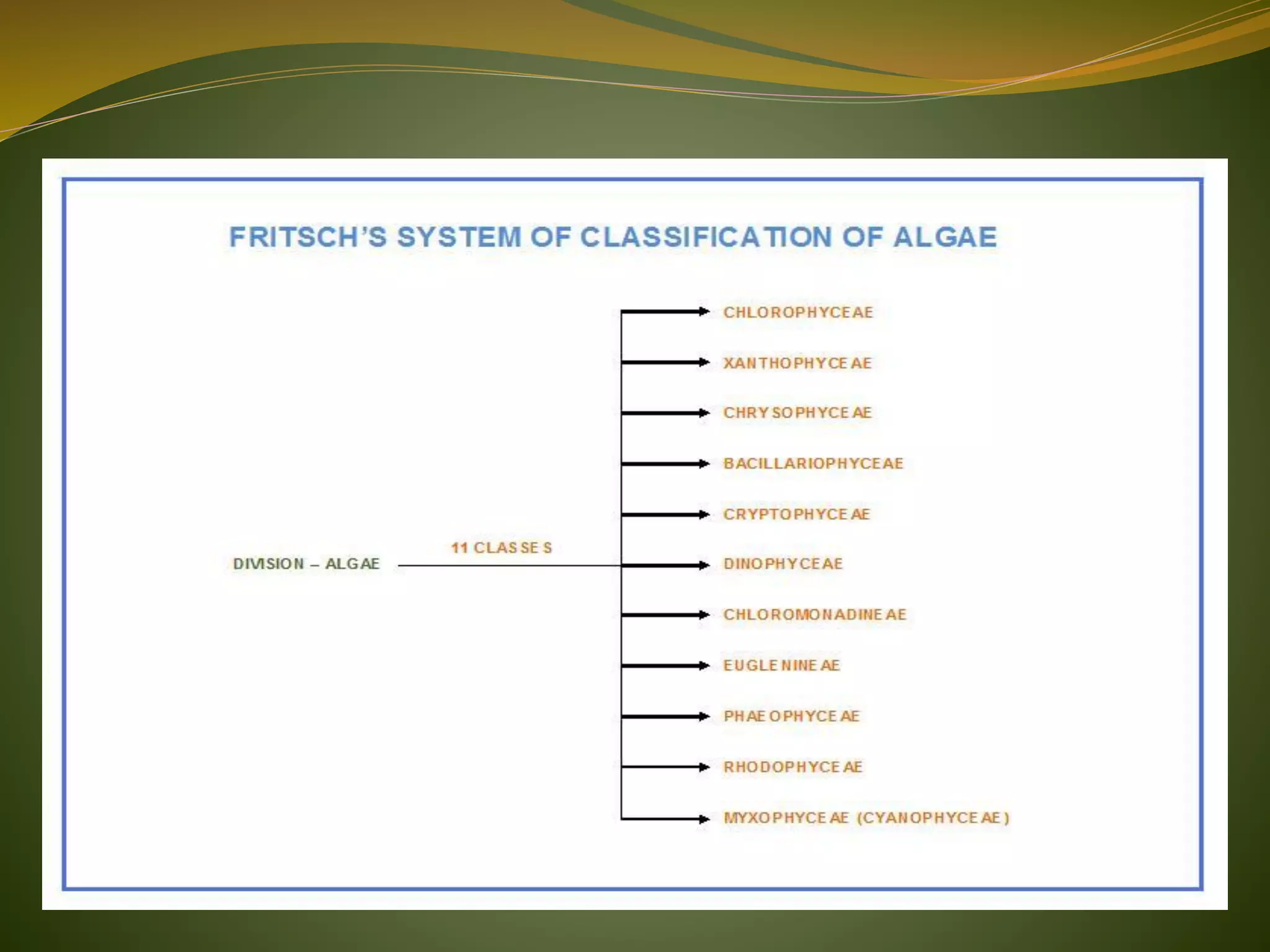 Classification of Algae | PDF