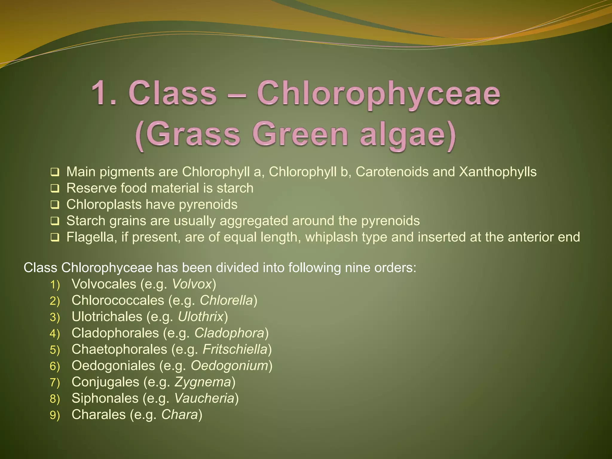 Classification of Algae | PDF