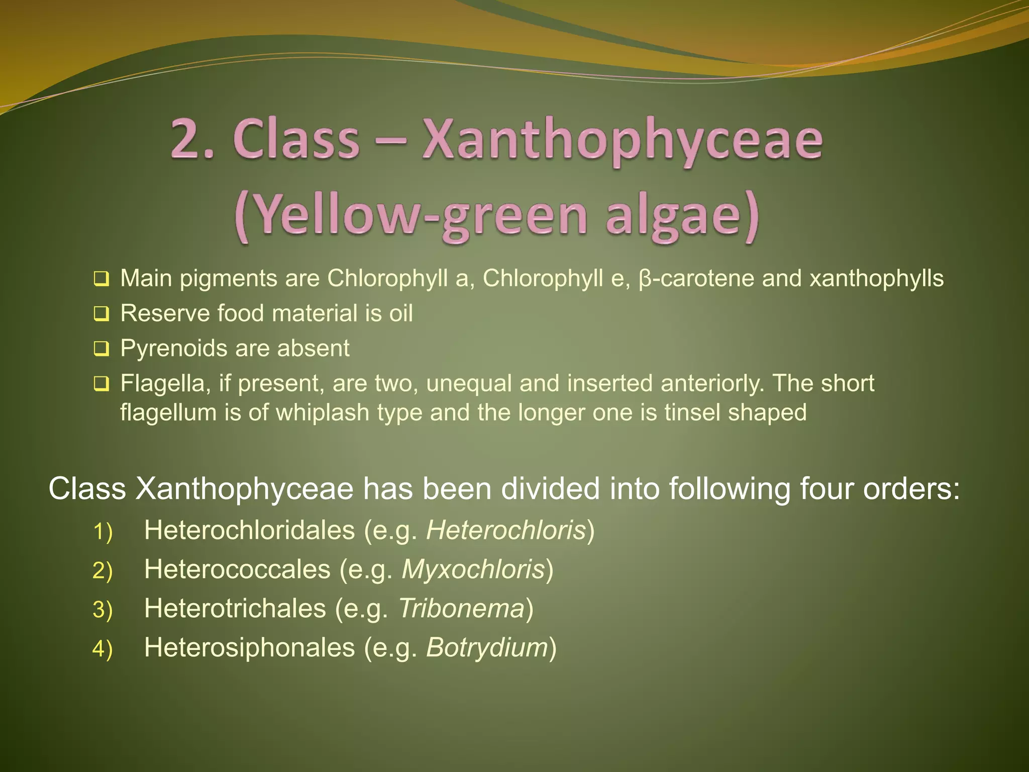 Classification of Algae | PDF