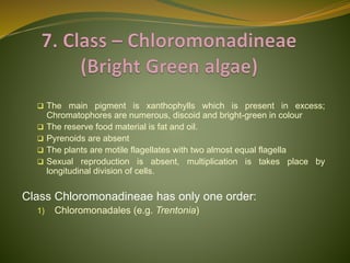 Classification of Algae | PDF