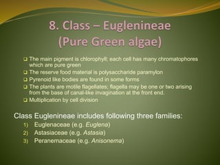 Classification of Algae | PDF